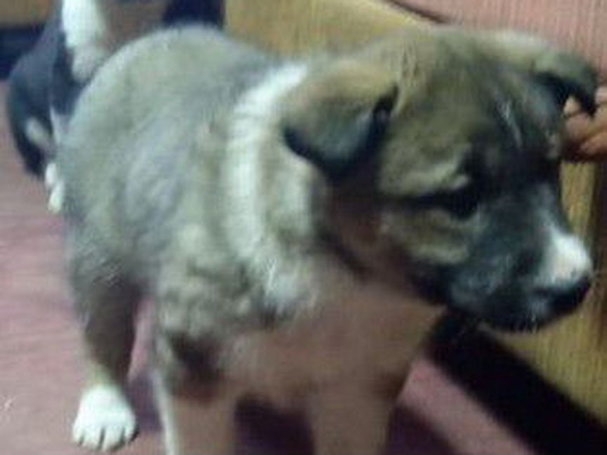 Щенки дворяне 2 месяца