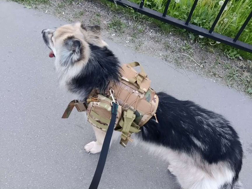 Шлейка для средней собаки. Без сумок