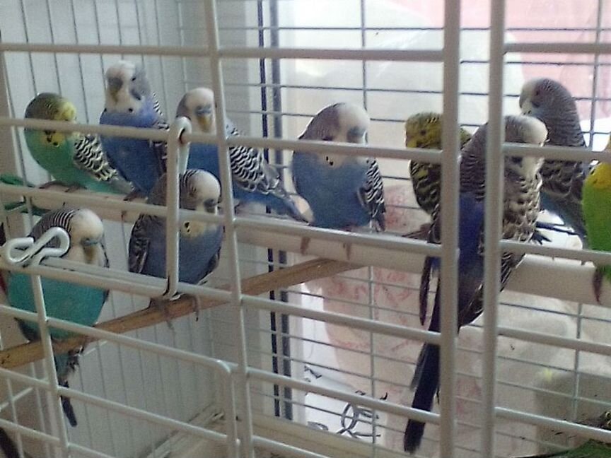 Птенцы волнистый попугай