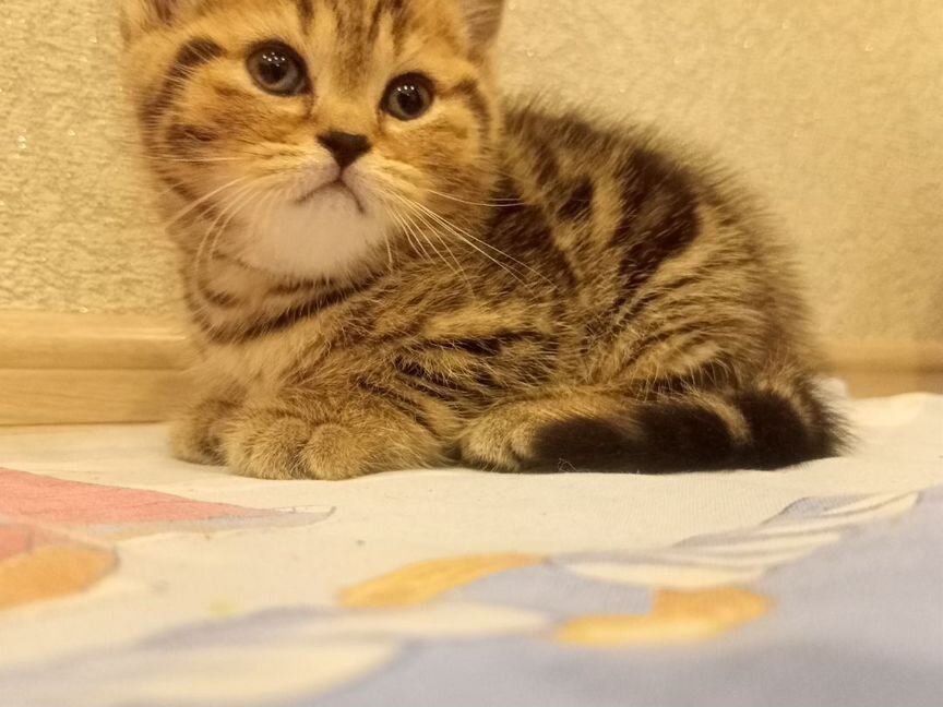 Шотландские котята