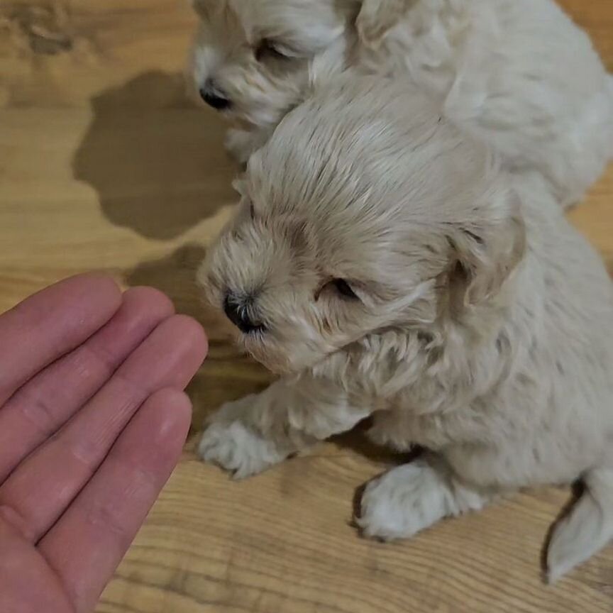 Мальтипу мини