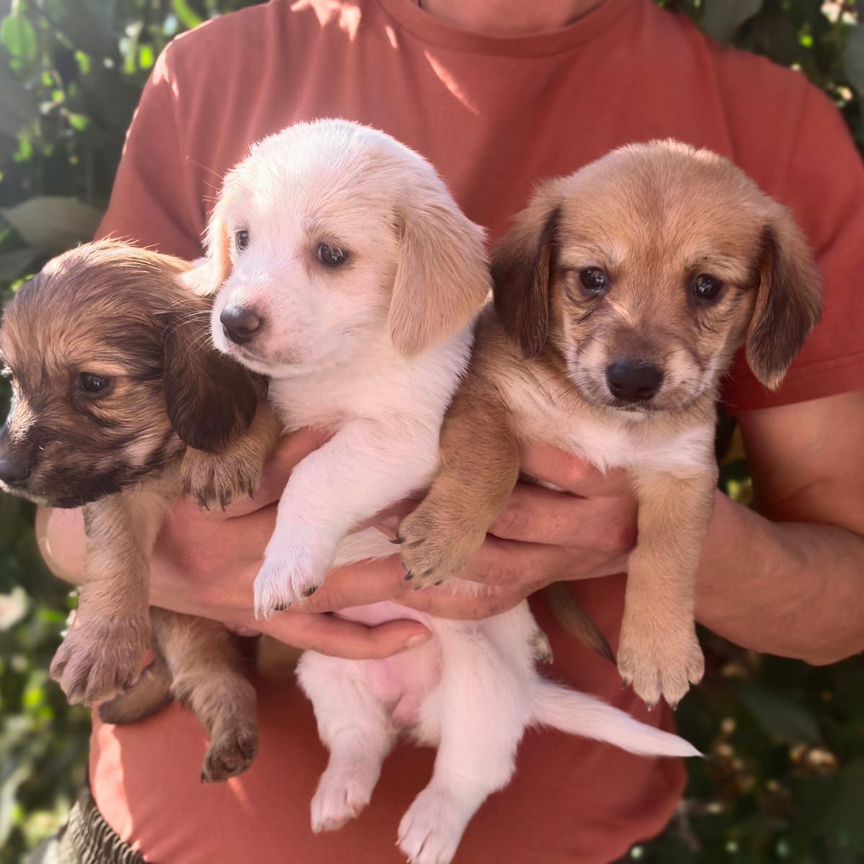 Отдам в добрые руки