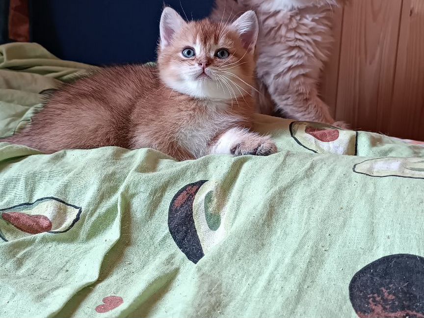 Золотые малыши