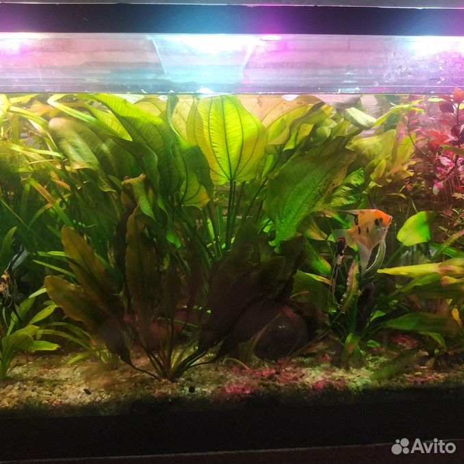 Эхинодорус Оцелот