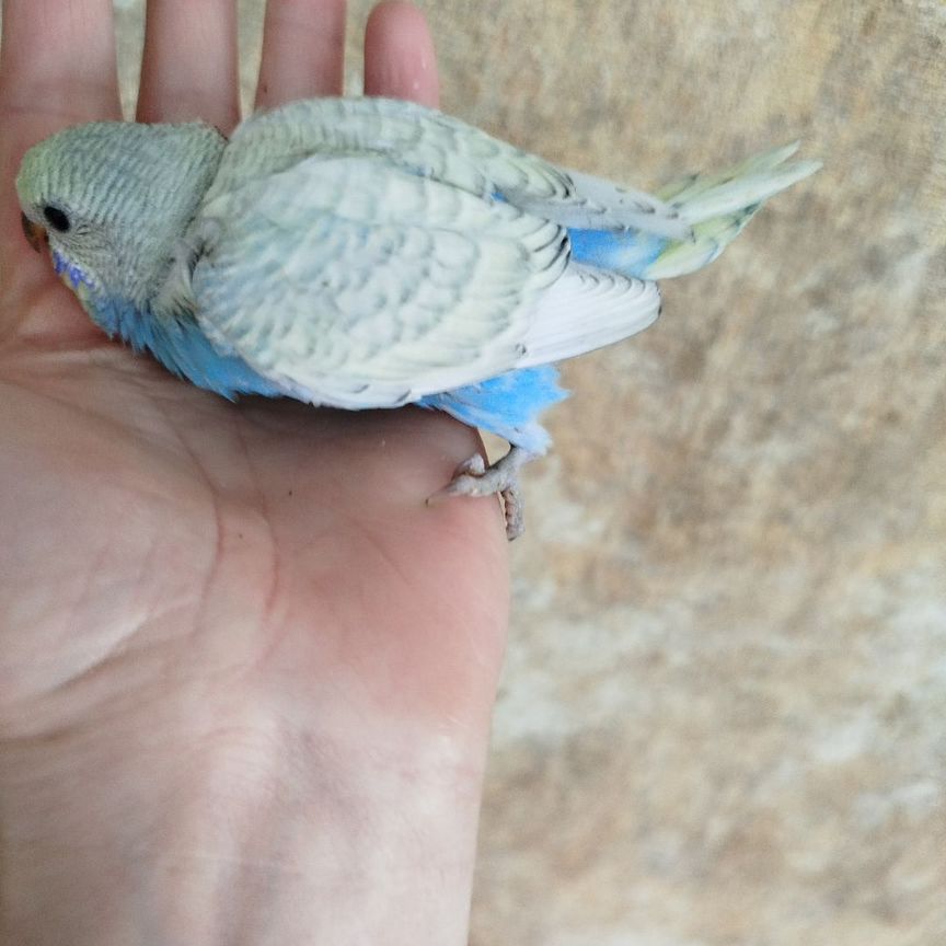 Птенцы волнистого попугая