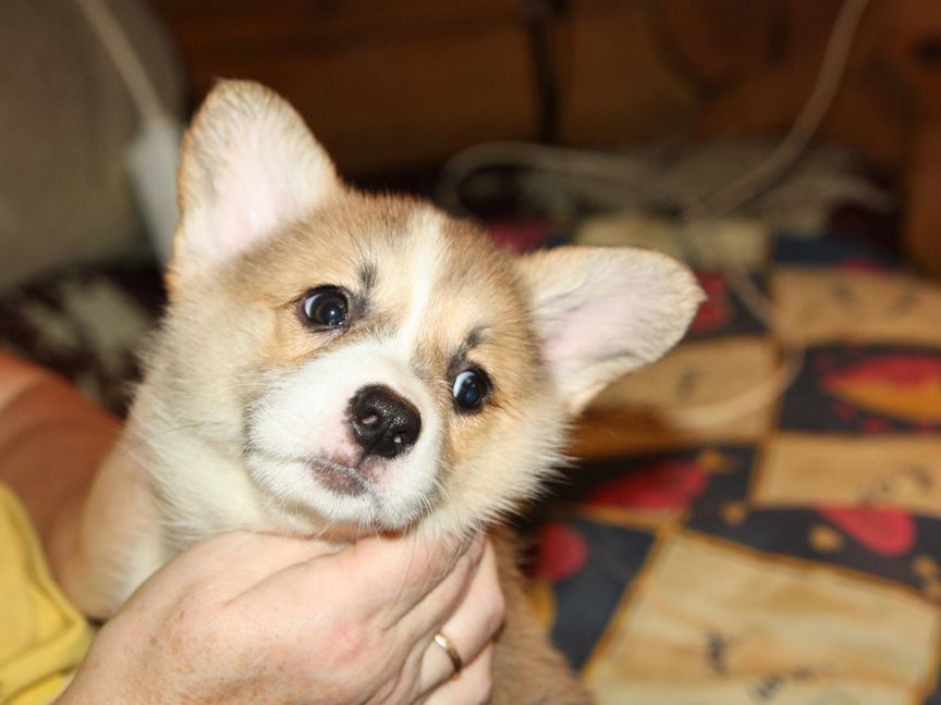 Велыш корги