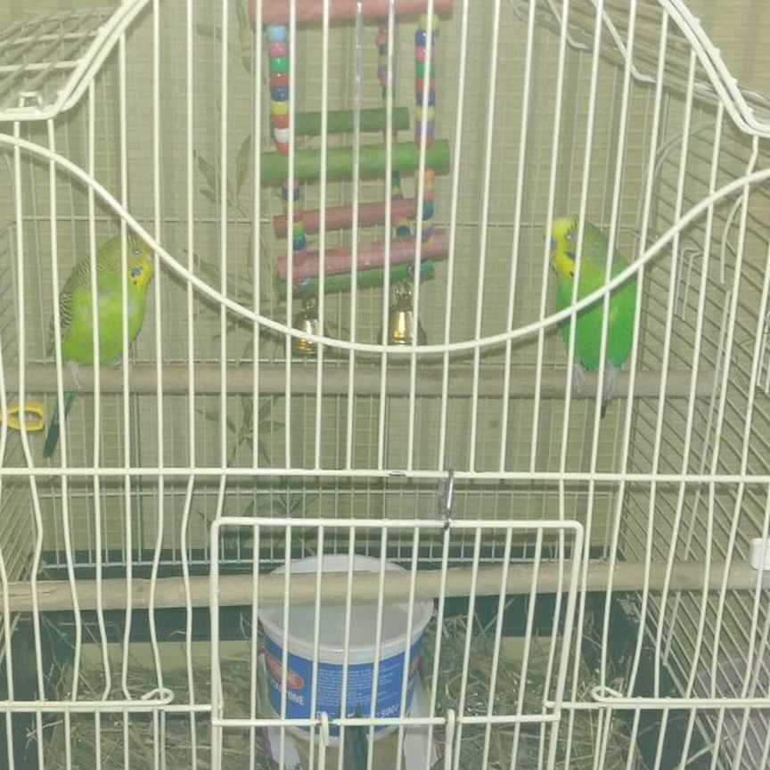 Попугай волнистый (самец и самочка) 2 птички+клетк