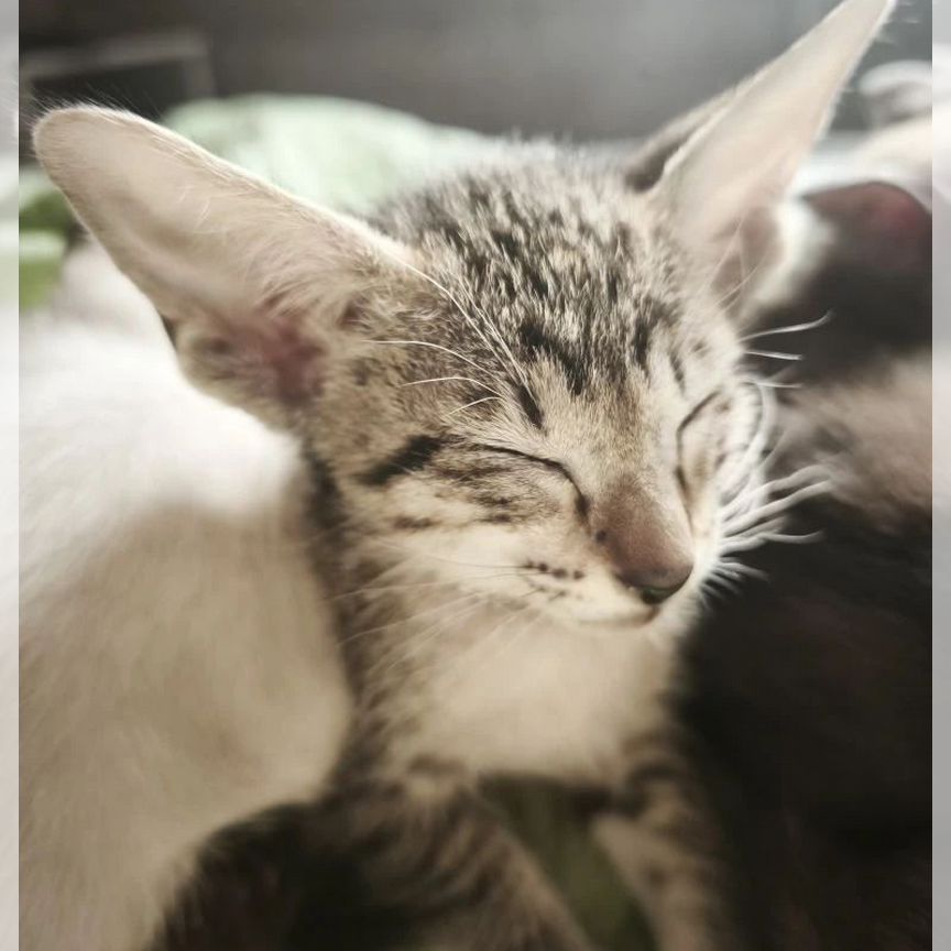 Ориентальный котёнок