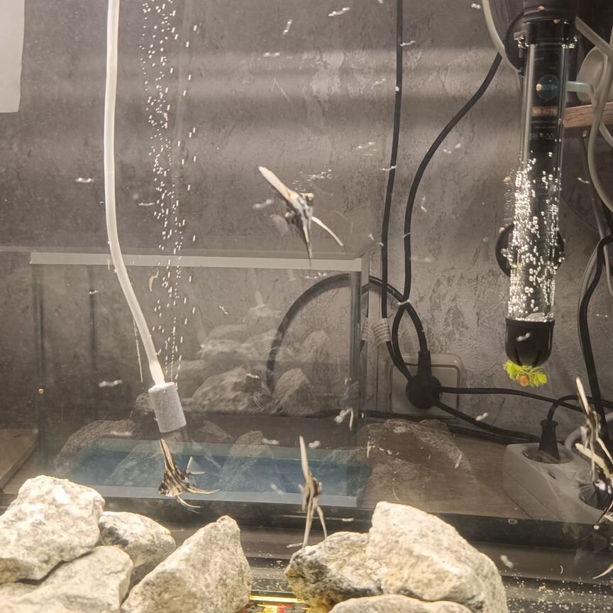 Аквариумные рыбки