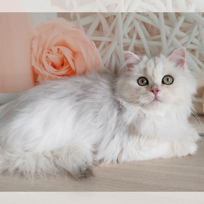 Серебристая длинношерстная шиншилла девочка