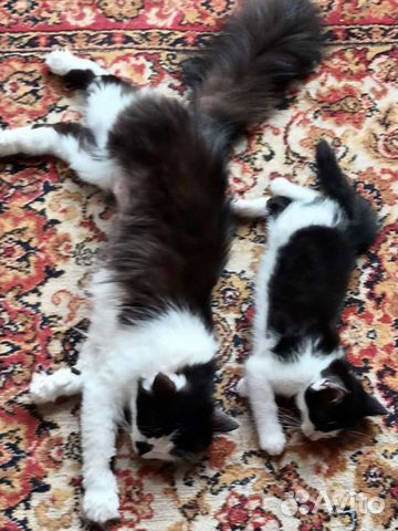 Котята в добрые руки мальчики