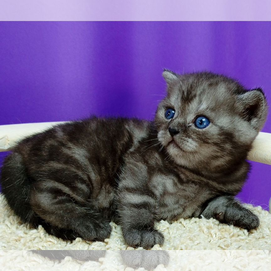 Шотландский прямоухий короткошёрстный котёнок