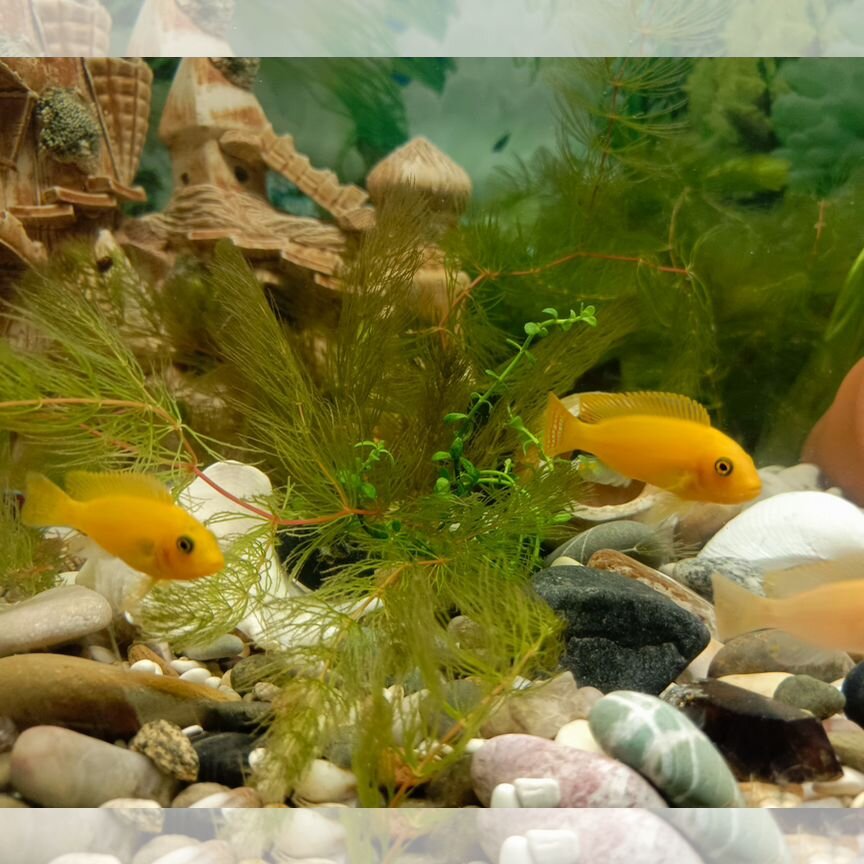 Рыбки цихлиды