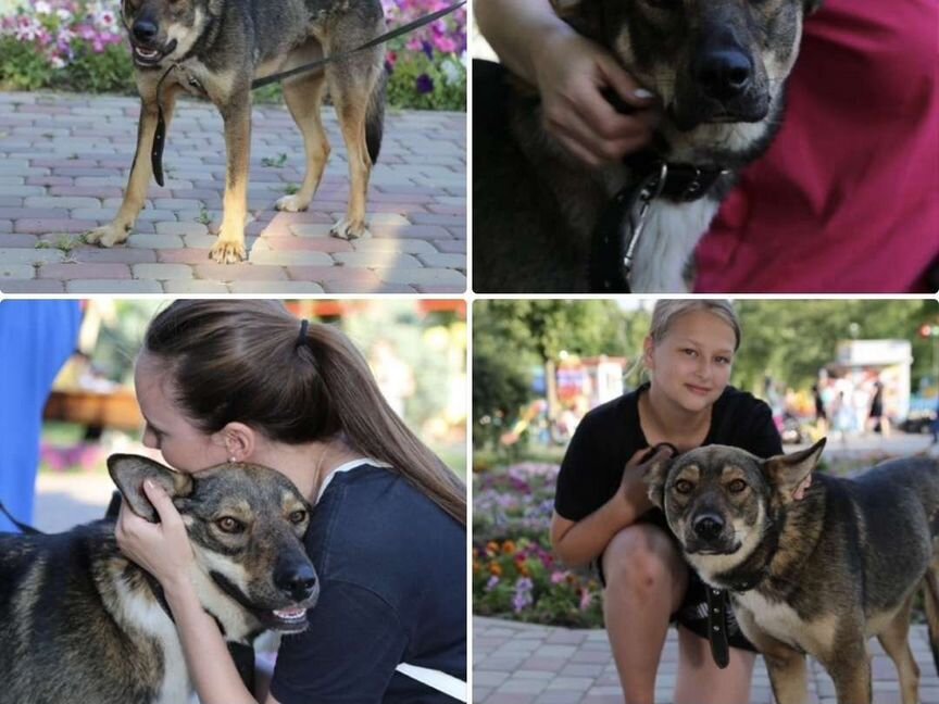 Собака в добрые руки