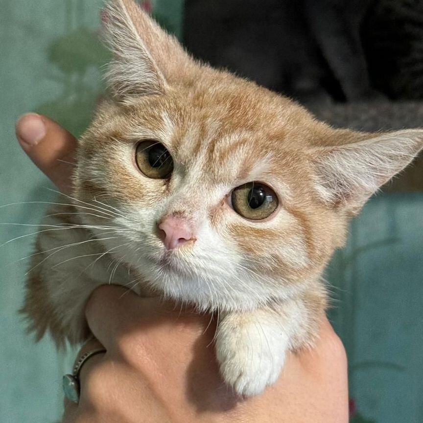 Малыш рыжик Чубчик готов стать вашим питомцем