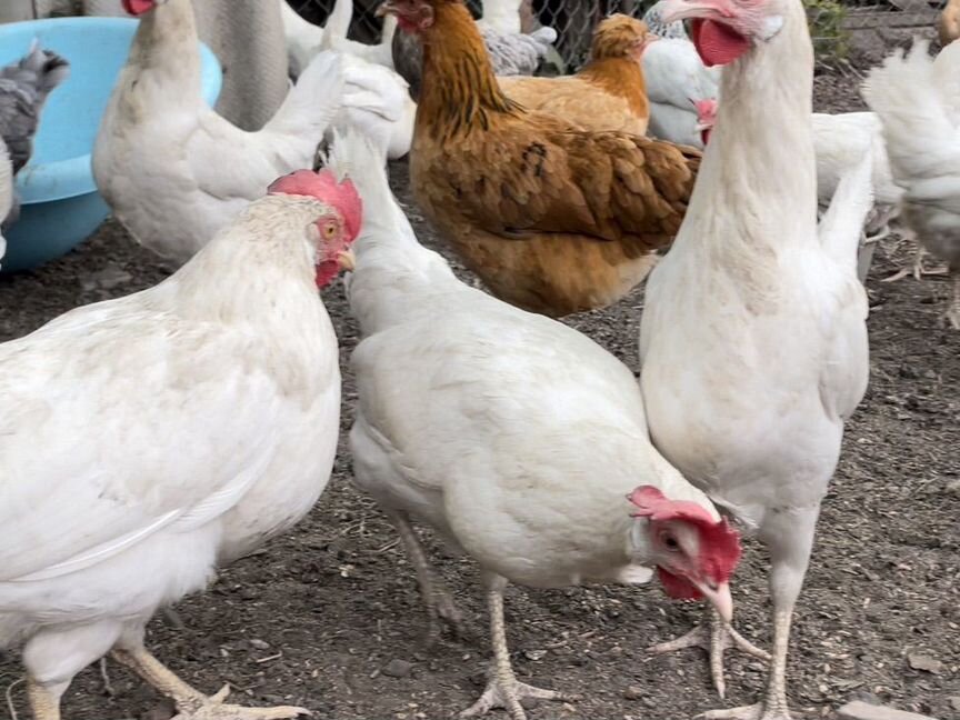 Куры несушки легорн