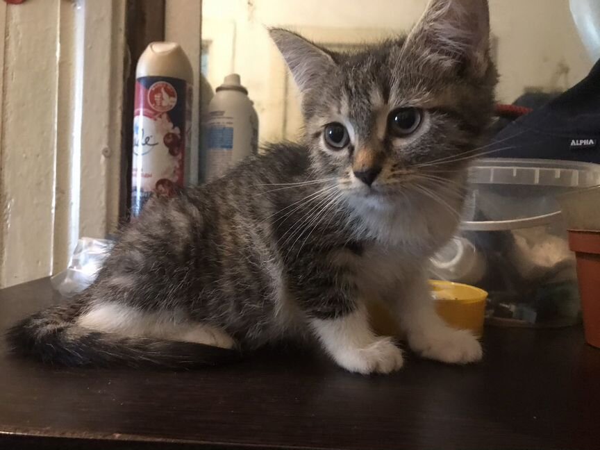 Котята 3 мес