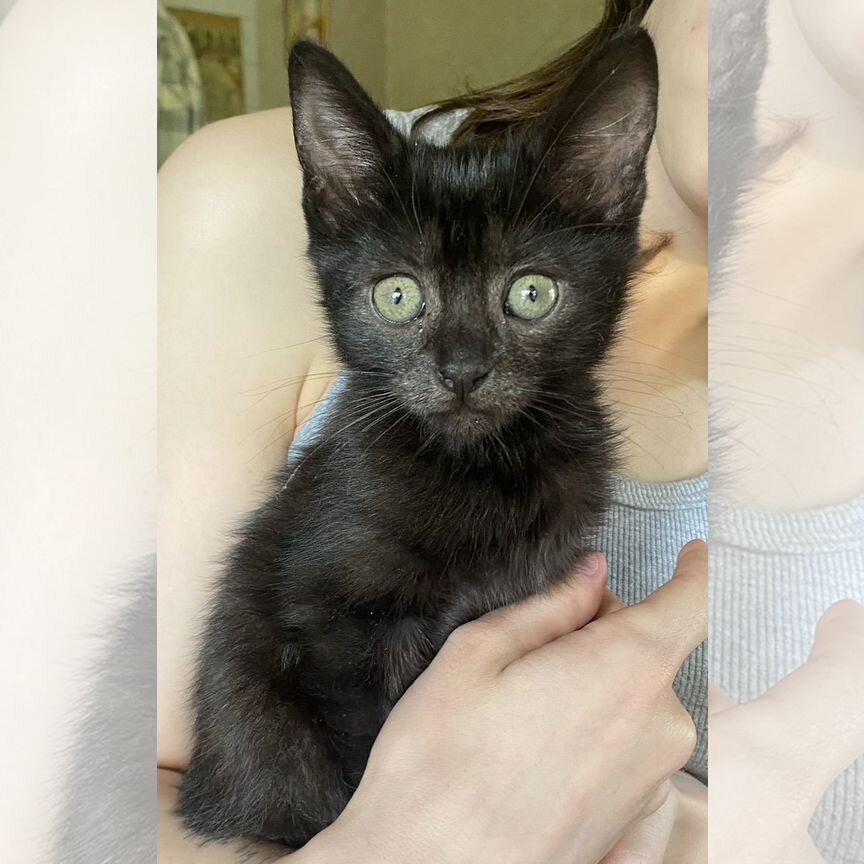 Котенок в добрые руки