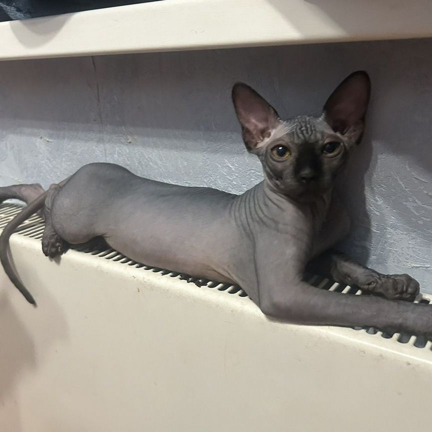 Вязка кота