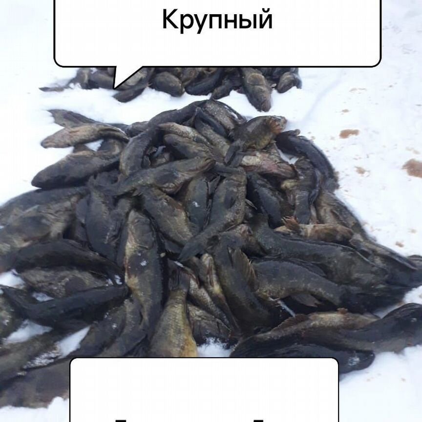 Свежая рыба