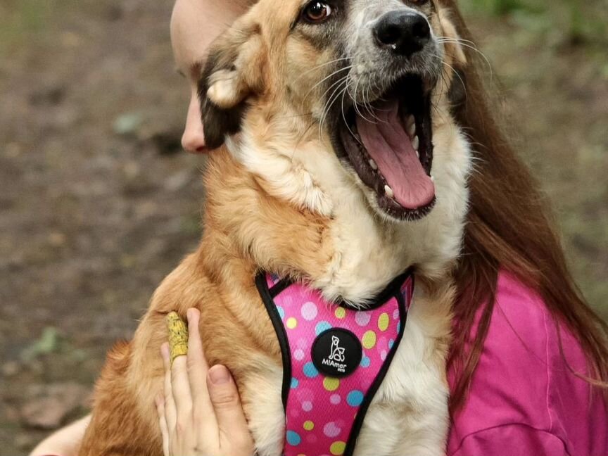 Собака в добрые руки