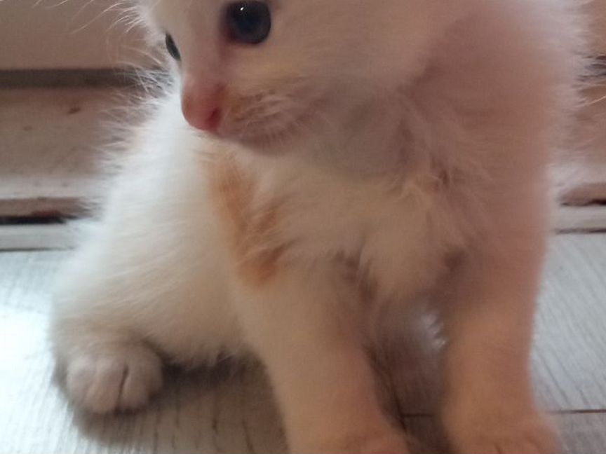 Котята в добрые руки бесплатно