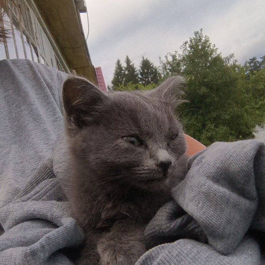 Котята в добрые руки, русская голубая метис