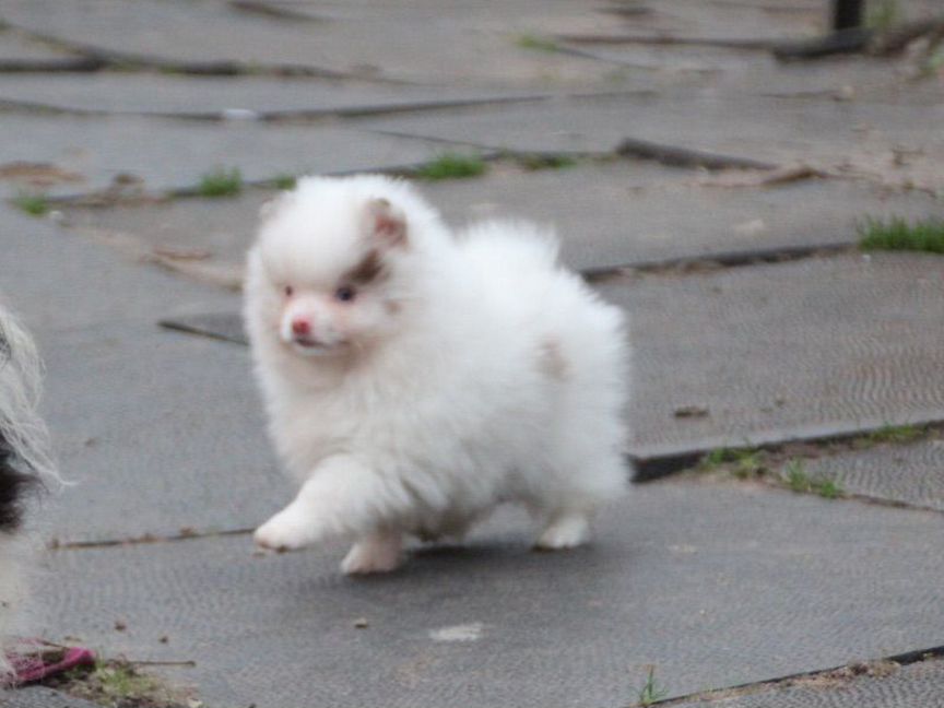 Померанский шпиц мраморный, с голубыми глазами