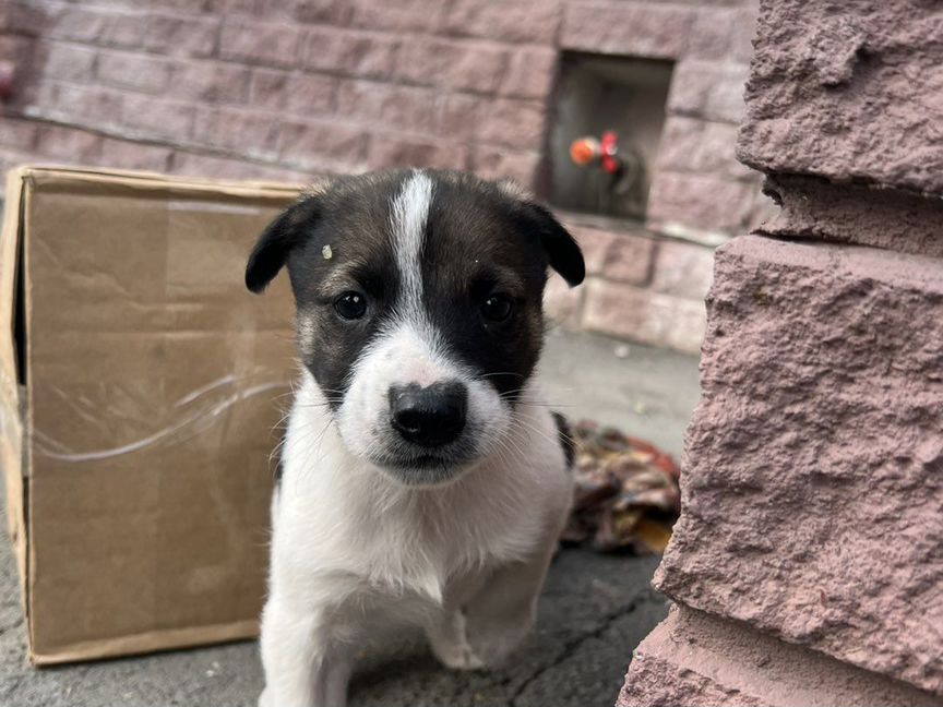 Щенок в добрые руки бесплатно