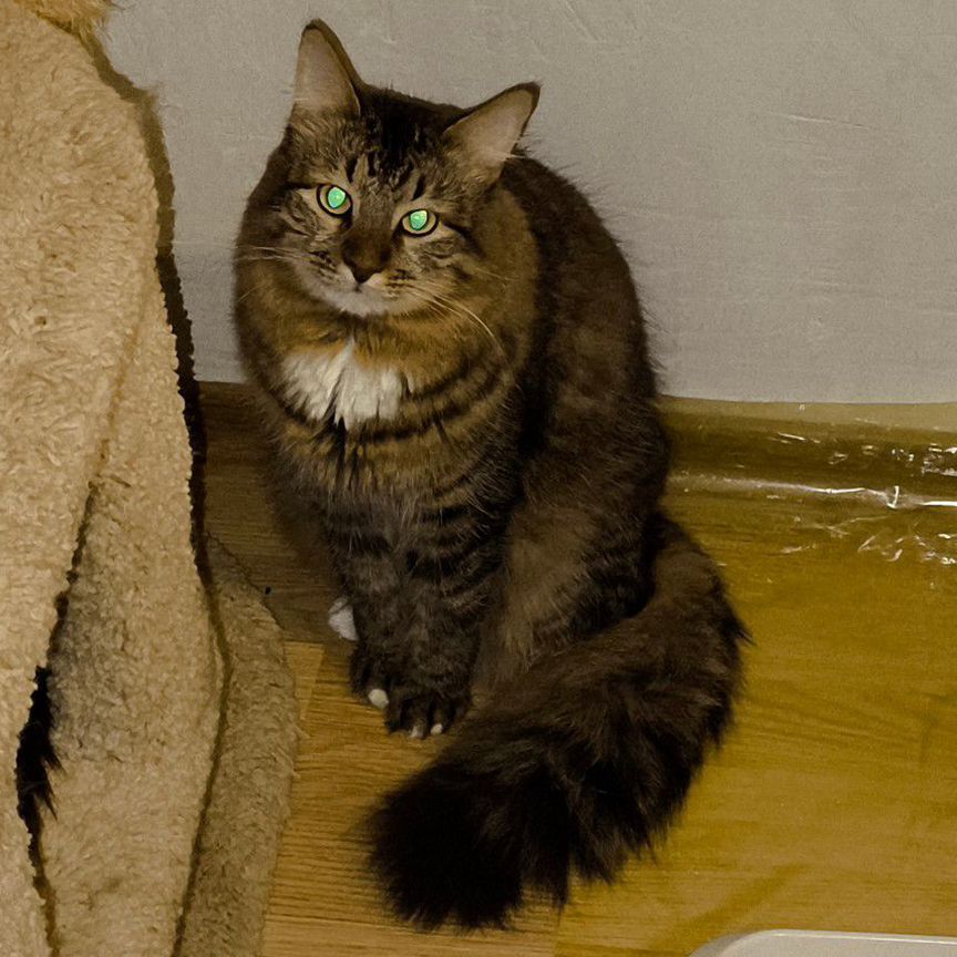 Котенок 12мес Марсик лесной норвежский