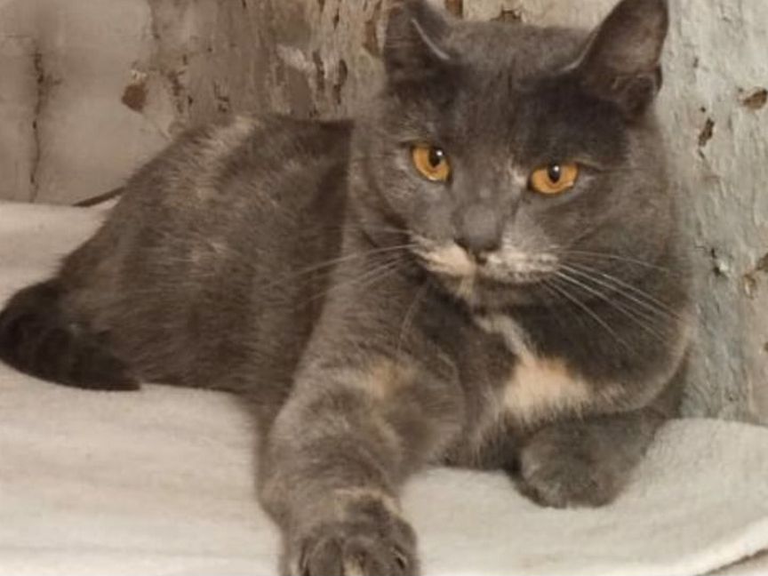 Кошка ищет дом