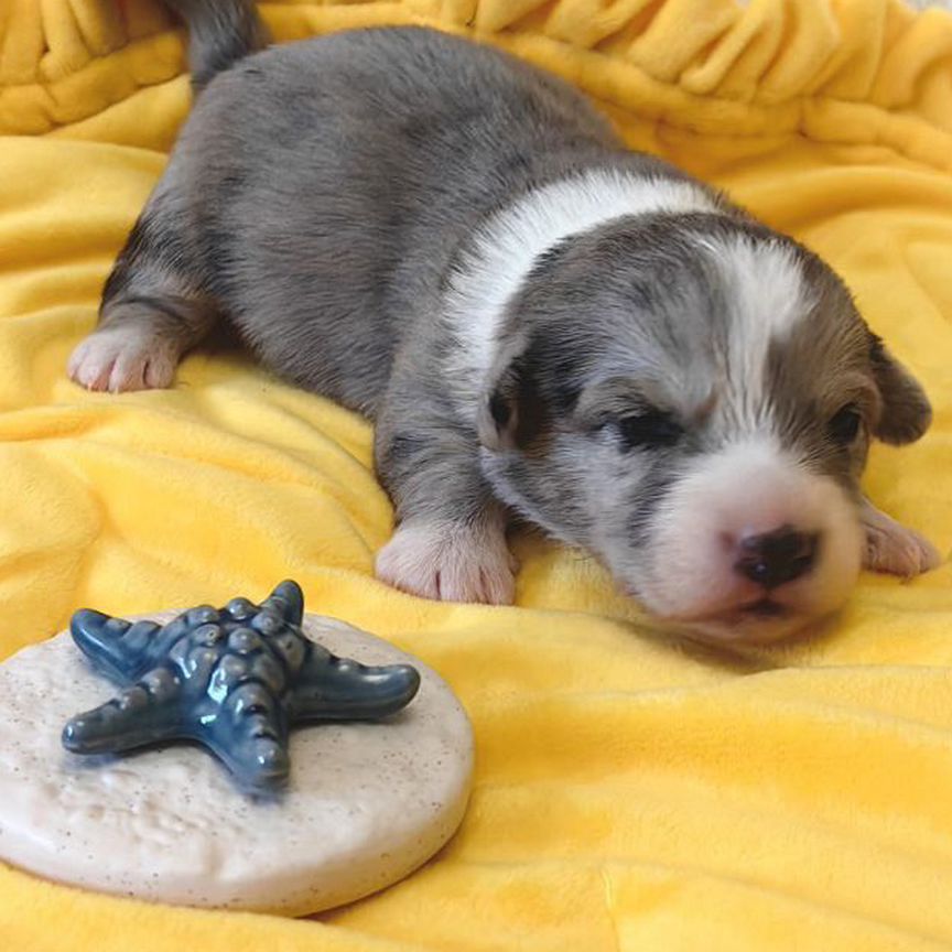 Вельш Корги Кардиган, щенок