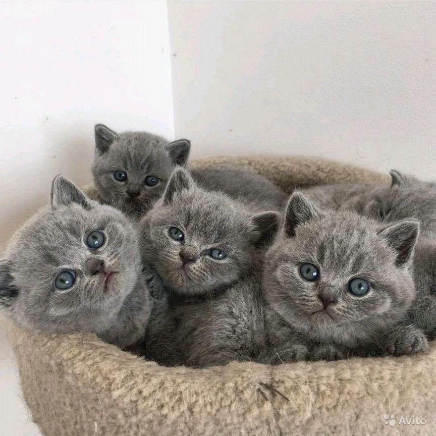 Британские котята