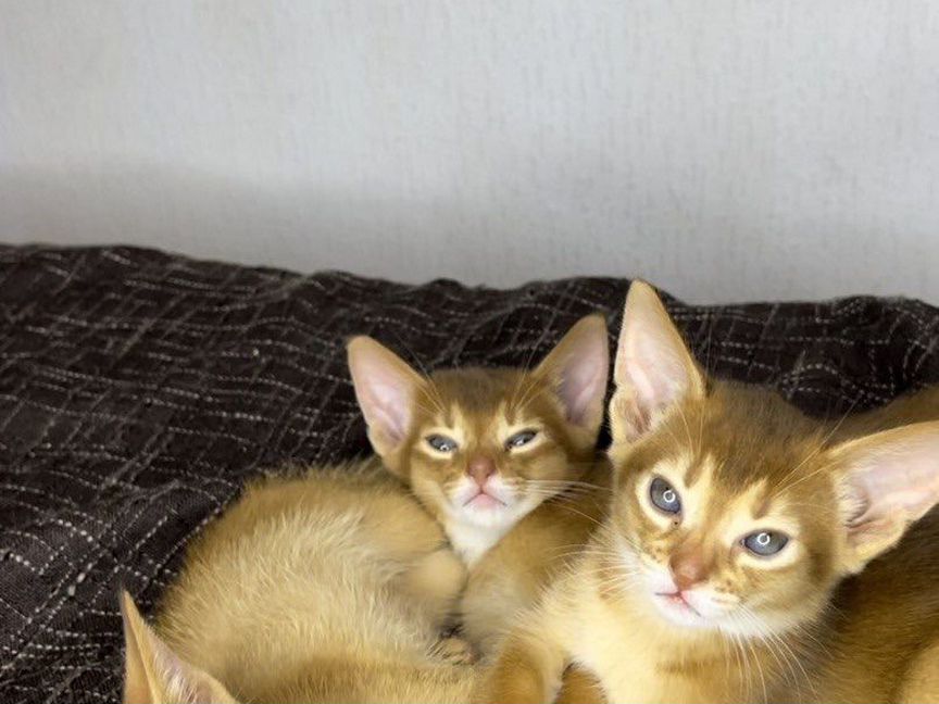 Абиссинские котята