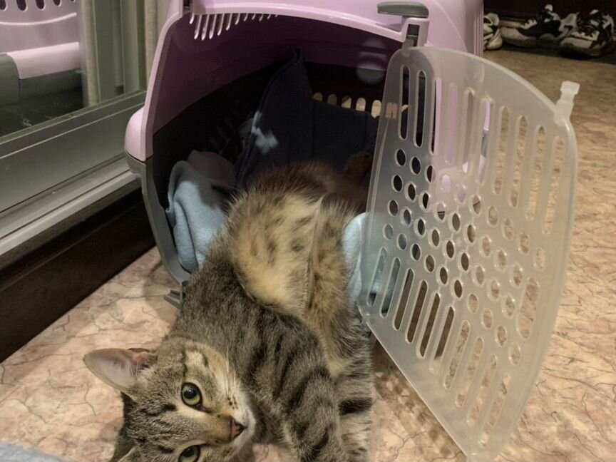 Кошки в добрые руки