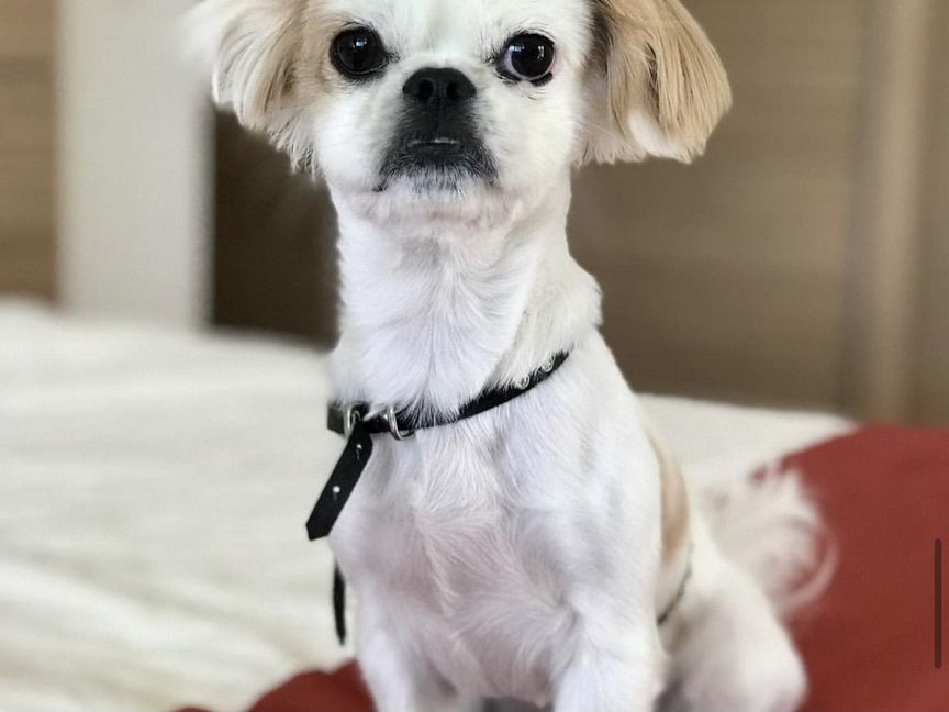 Японский хин