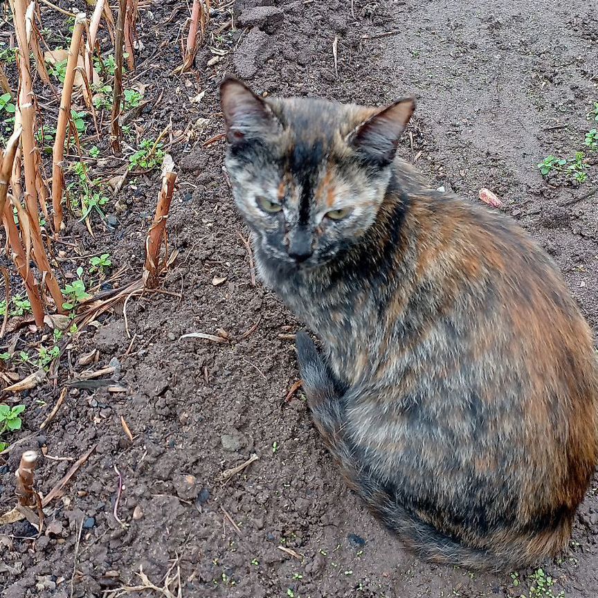 Ищу добрые ручки