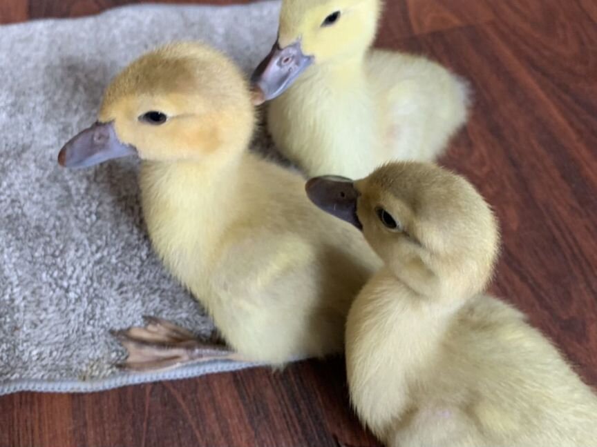 Яйцо мускусной индоутки Лавандо Утята