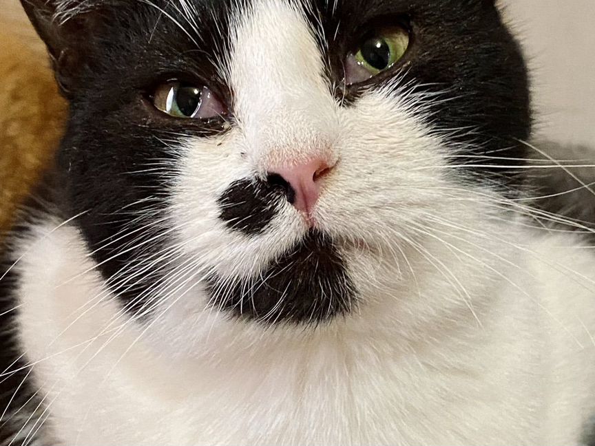 Котенок в дар