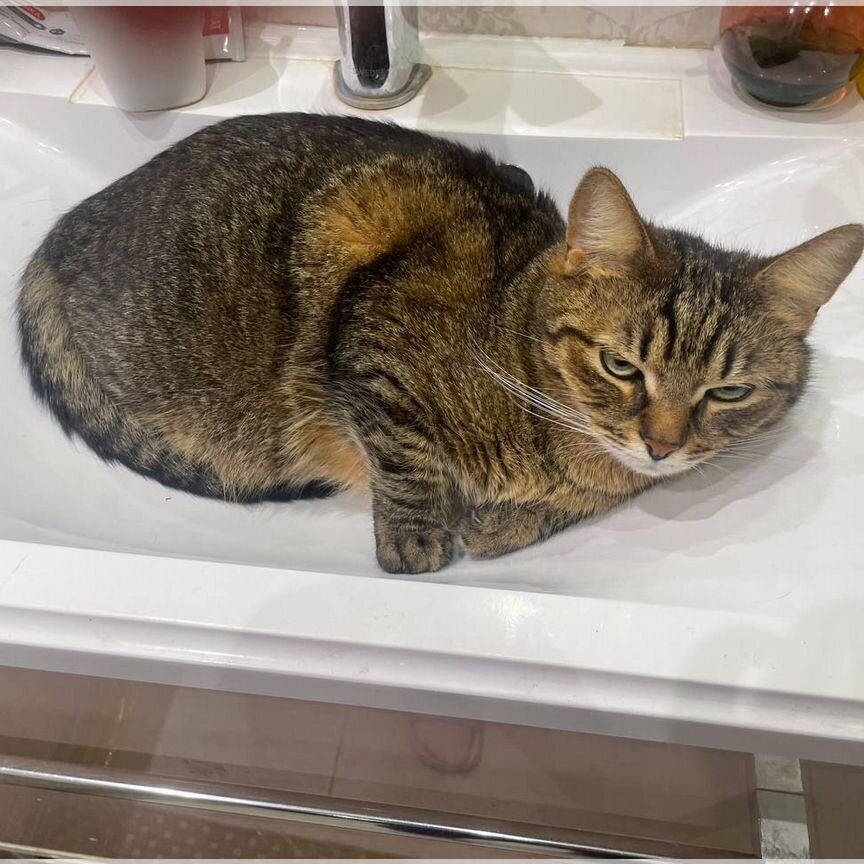 Взрослый кот в добрые руки