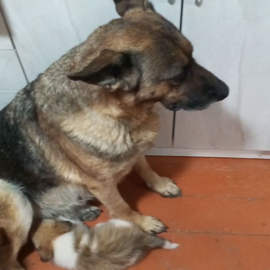 Немецкая овчарка