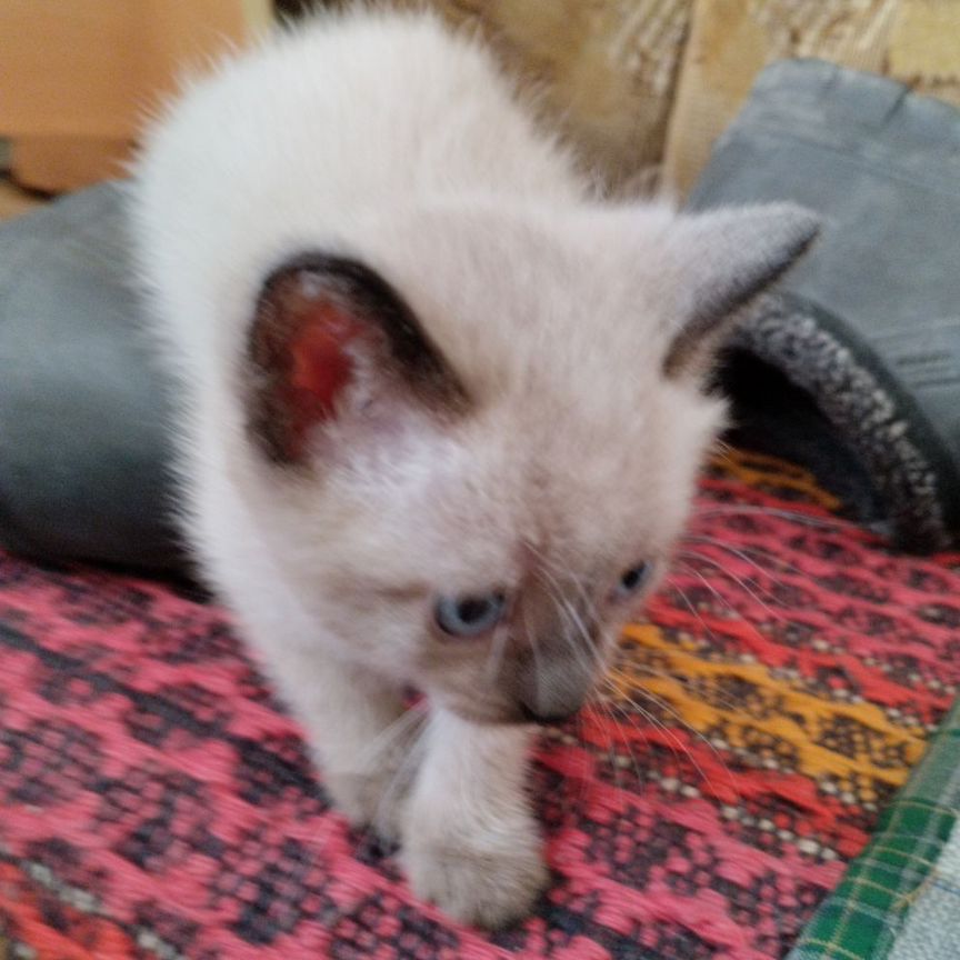 Котёнок в добрые руки