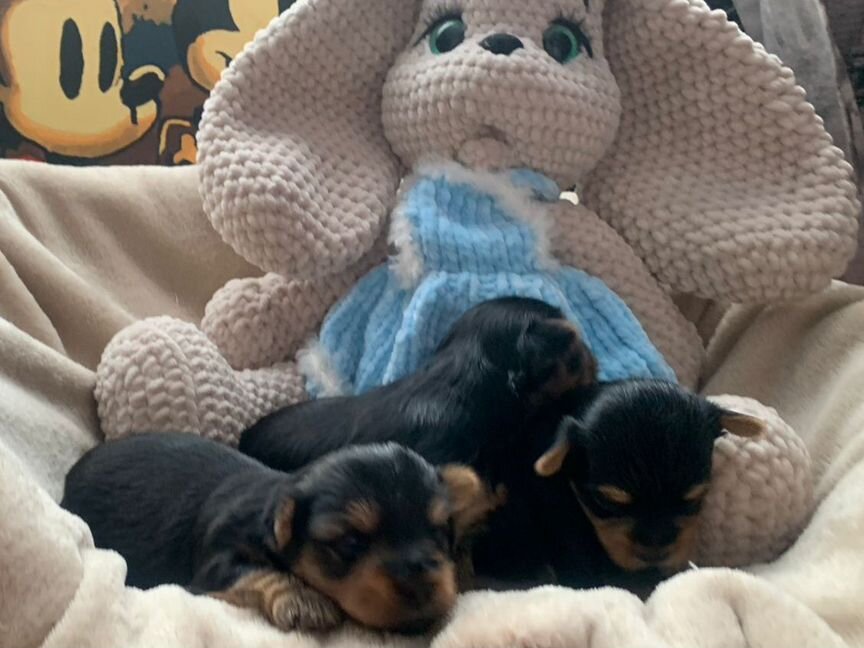 Щенки йоркширского терьера