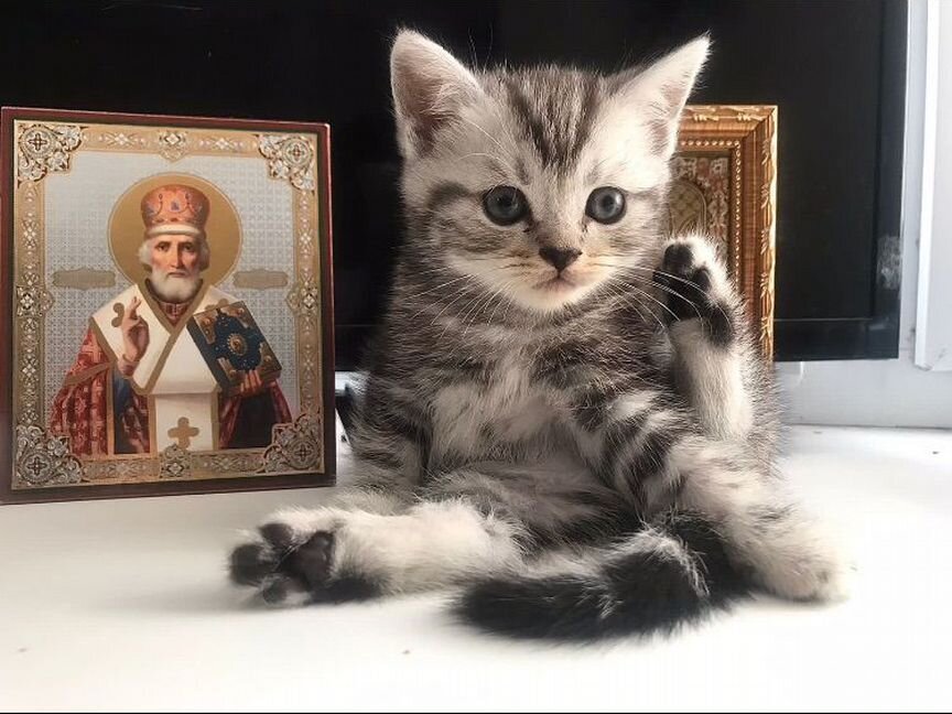 Шотланский мраморный котенок