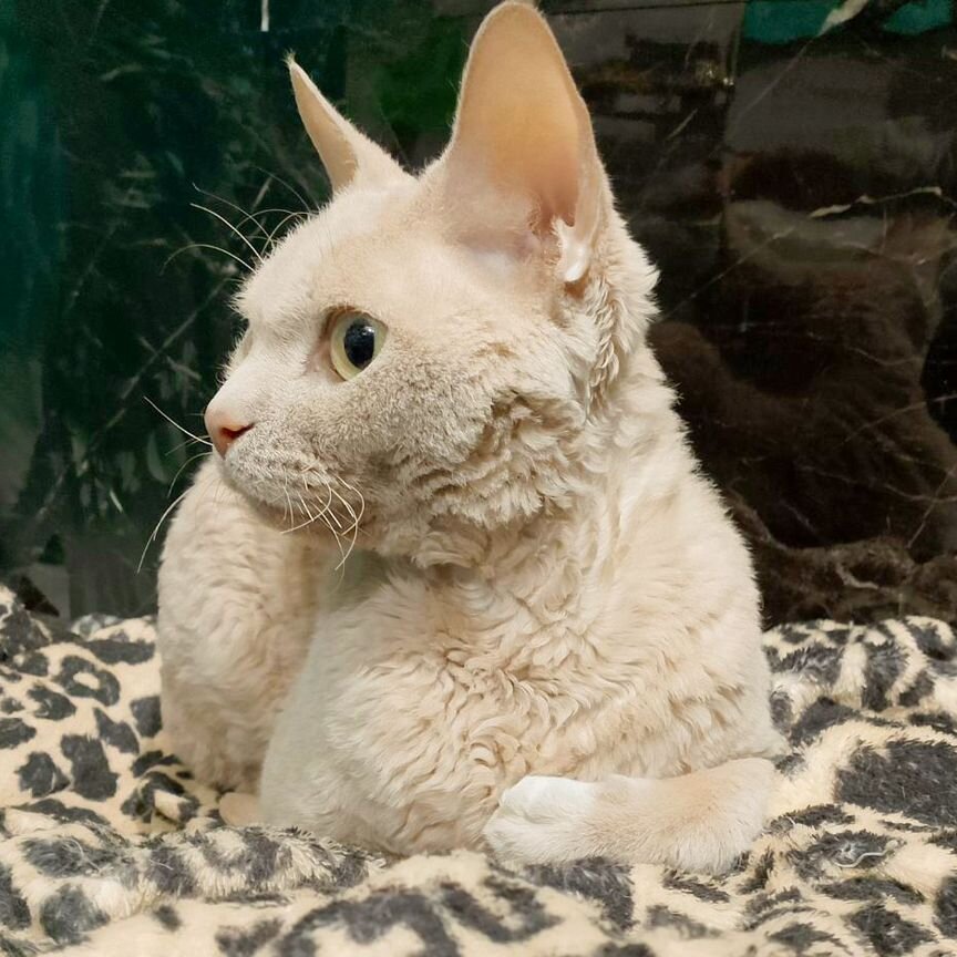 Кот на вязку