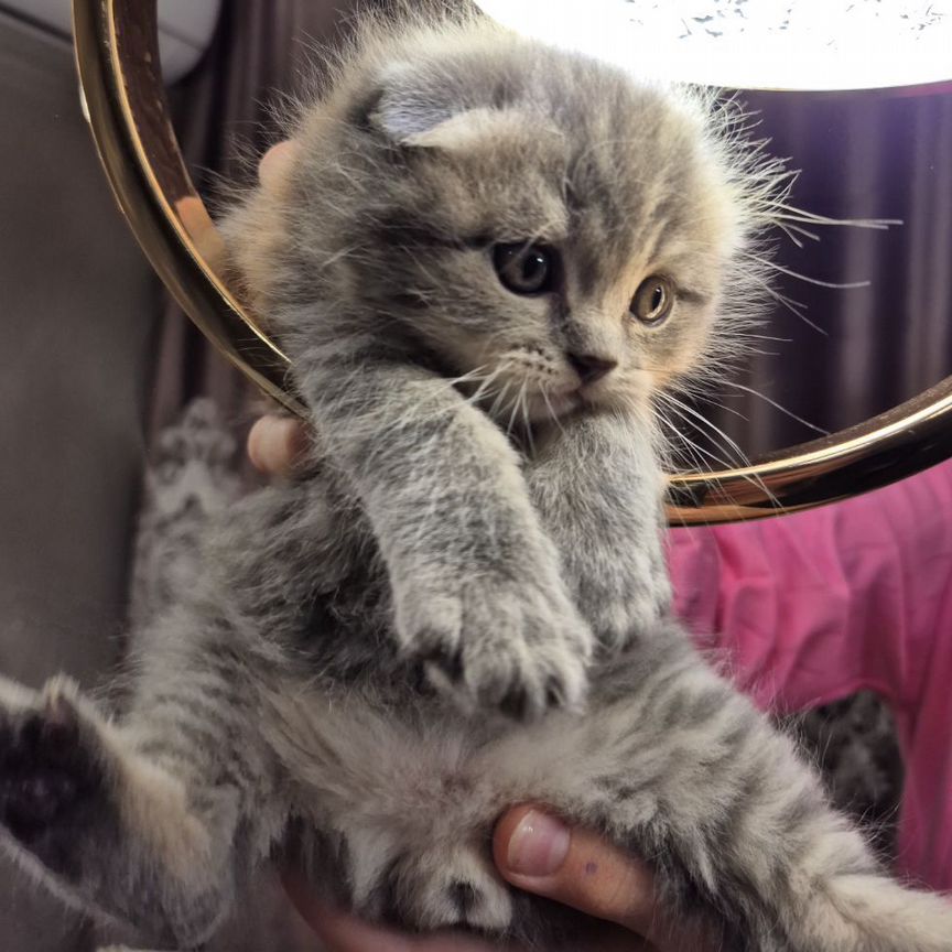 Шотландский вислоухий короткошёрстный котёнок