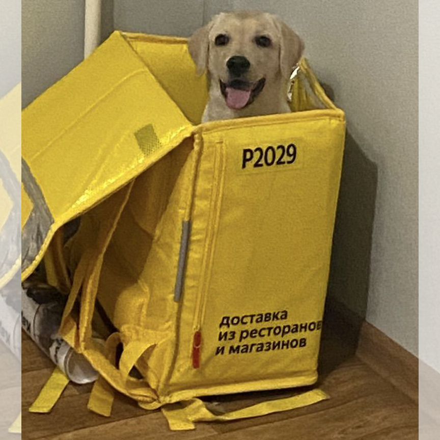 Лабрадор-ретривер, щенок