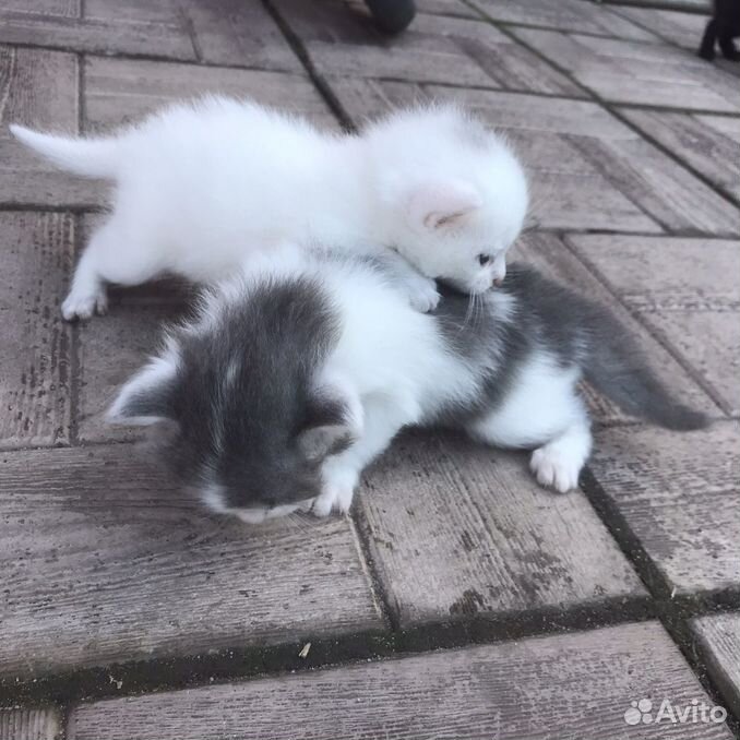 Отдам милых, замечательных котяток в добрые руки