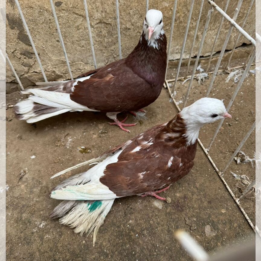 Продам голубей бакинских