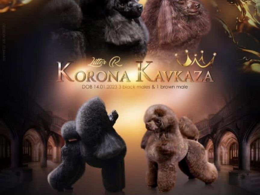 Вязка Пудель РКФ